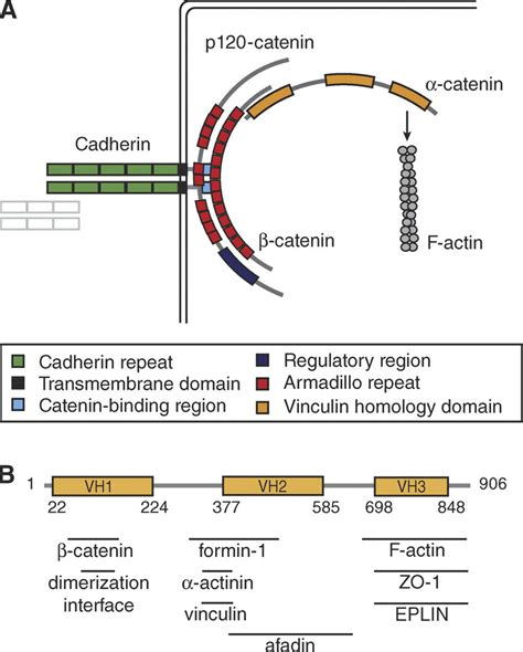 The Role Of α Catenin In Cellcell Adhesion A The Cadherincatenin Download Scientific