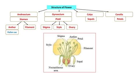 Flow Charts XII Sexual Reproduction In Flowering Plants Pptx