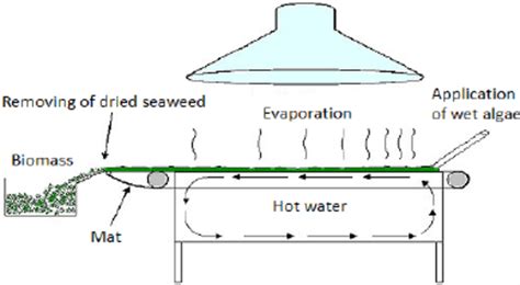 Drying Process Of Microalgae Download Scientific Diagram