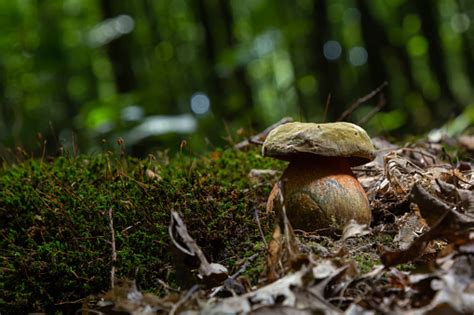 Boletus Erythopus 또는 Neoboletus Luridiformis 버섯은 가을철에 푸른 풀밭과 젖은 땅에서 자라는 숲에서 자랍니다 Boletus