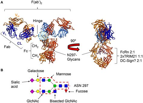 Frontiers Igg Subclasses And Allotypes From Structure To Effector