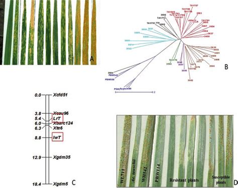 1 A Variation In Stripe Rust Reaction In Different Accessions Of
