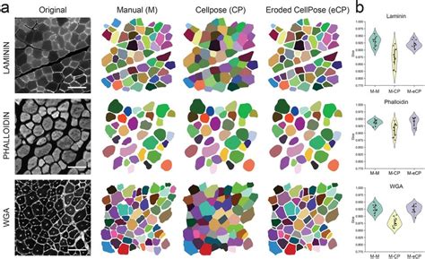 Eroded Cellpose Segmentations Are As Accurate As Human Experts In