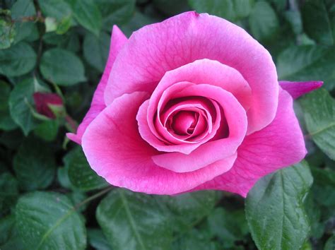 Personalised Rose Gift Rose Darling Jenny By Giftaplant