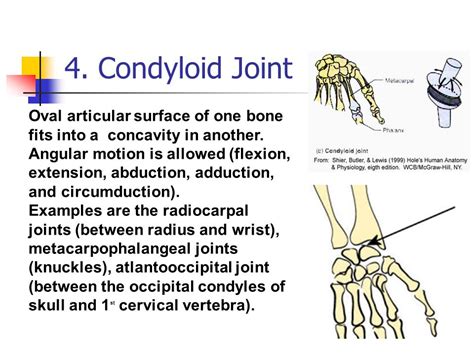 Anatomy And Physiology Blizzard Ppt Video Online Download