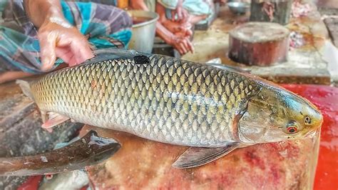 Captivating Mrigal Fish Cutting Skills Expert Techniques Perfect