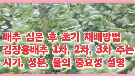김장용배추 추비웃비료 1차 2차 3차 주는 시기 성분 및 물 쉽게 주는 방법농사의신 Youtube