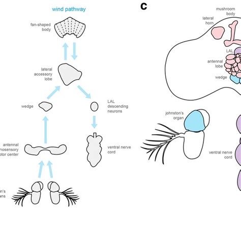 Odor And Wind Processing Pathways In Drosophila A Glomeruli In The Download Scientific Diagram