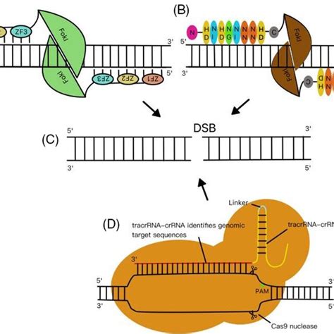 Basic Principle Of Conditional Gene Knockout Using Cre Loxp System A