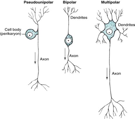 Pseudounipolar Neuron