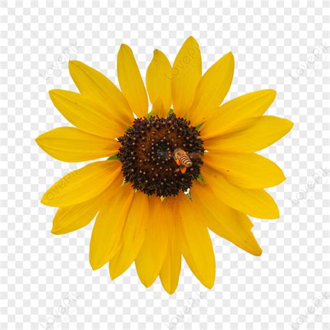 해바라기 자연 식물 꽃잎 꽃잎 일러스트 봄 일러스트농업태양