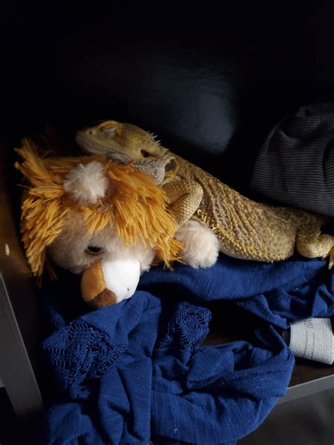 Check Out Rocky Sleeping With His Bestie R Beardeddragons