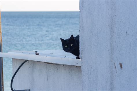 Интересно же одесские котики черный кот котэ прикольные картинки с кошками смешные