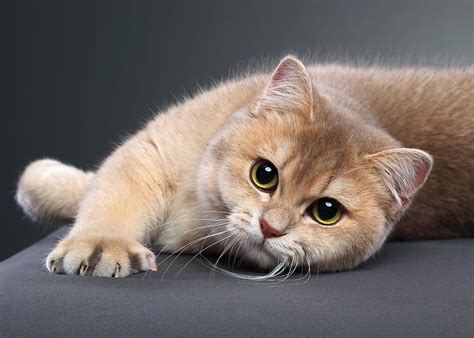 Cat Hd Hd Wallpaper Rare Gallery