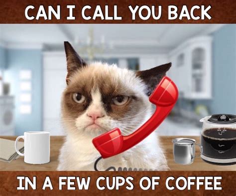 Grumpy Cat Morning ☕️ Grumpy Cat Grumpy Cat Quotes Grumpy Cat Meme