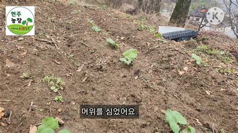 머위농장 귀농귀촌 작물 머위심기 Youtube