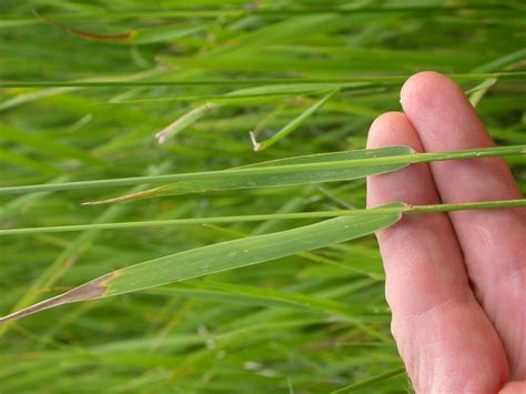 Quackgrass Seed Head