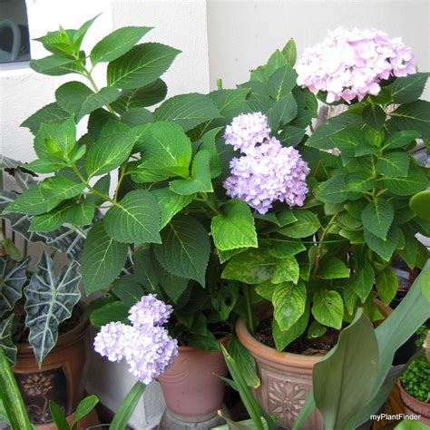 My Plant Finder Plant Guide Hydrangea Macrophylla