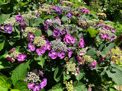 Remembering Hydrangea Season Fine Gardening