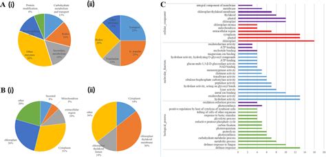 Basic Functional Classification Proposed Subcellular Localization And Download Scientific