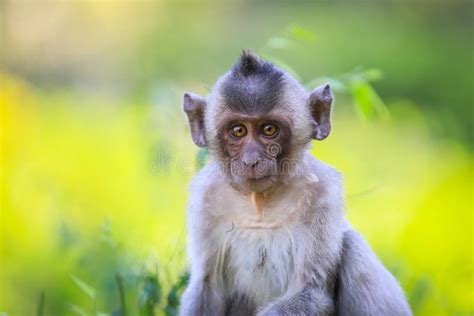 Cute Asian Macaque On The Village Road Stock Image Image Of Lifestyle Mexico 270045539