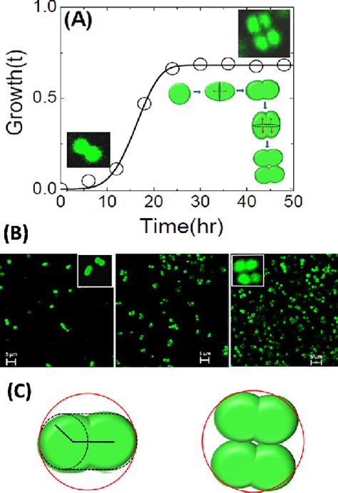 A Experimentally Measured Growth Curve Of M Luteus Open Circle Download Scientific
