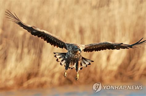 늠름한 강릉 남대천의 흰꼬리수리 연합뉴스