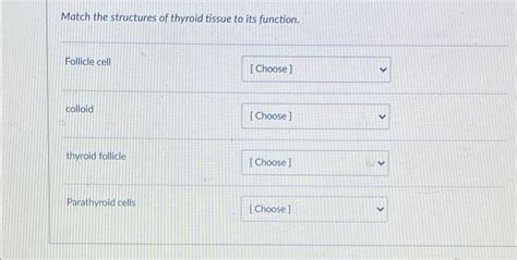 Solved Match The Structures Of Thyroid Tissue To Its