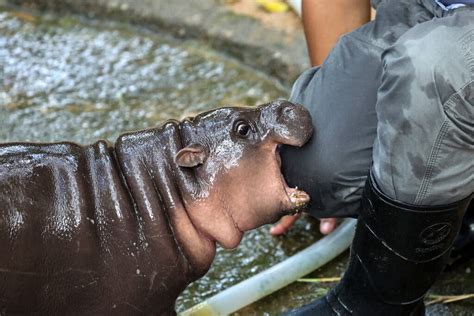 Moo Deng Is The Internets Favorite Pygmy Hippopotamus The New York Times