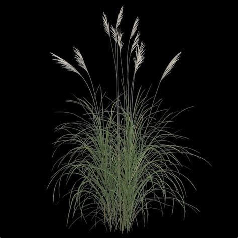 Premium Photo 3d Illustration Of Miscanthus Sinensis Bush Isolated On