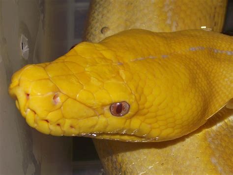 Se England Retic Morphs Reptile Forums