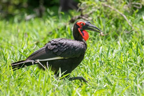 Hwange National Park Sinamatella Camp Birdingplaces
