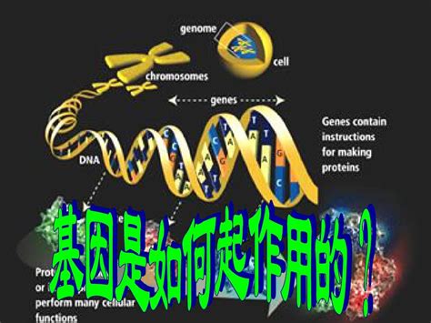 基因的表达 Word文档在线阅读与下载 无忧文档