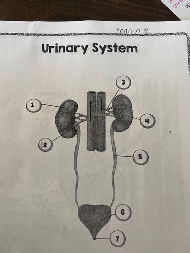 Urinary Sys Flashcards Quizlet
