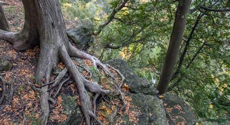 Tree Risk Management Course Online Tree Life Training And Consultancy Services Online Courses