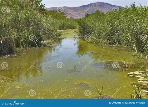 застойная вода стоковое фото. изображение насчитывающей бобра - 2942016