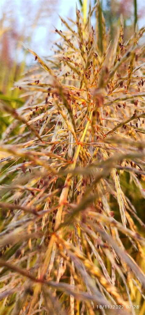 35 Miscanthus Sinensis Red Cloud