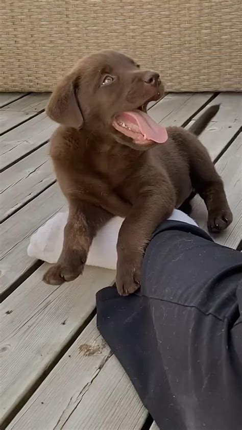 Pin Af Deanna💚 På Cute Video Nuttede Dyr Dyr