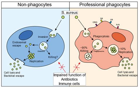 Intracellular Lifestyle Of Staphylococcus Aureus Encyclopedia Mdpi