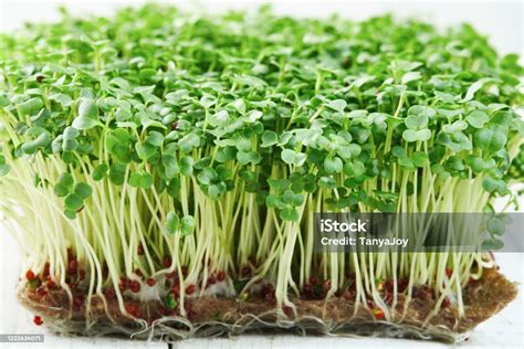 린넨 매트에서 자라는 마이크로 그린 브로콜리클로즈업 0명에 대한 스톡 사진 및 기타 이미지 0명 Diy 가까운 Istock