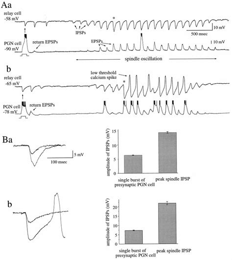 Degree Of Convergence Of Pgn Neurons Onto Single Thalamocortical Cells Download Scientific