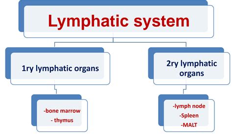 SOLUTION Lymph Node And Spleen Studypool