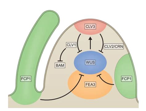 卷死自己（26）——浅述植物茎顶端分生组织发育的调控机制 哔哩哔哩