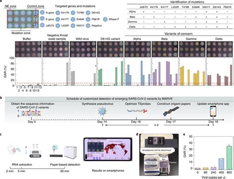 Multiplexed Visual Detection Of Sars Cov 2 Variants A Detection Of And