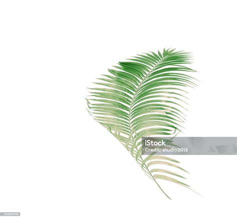 트로피컬에서 그린 야자수 잎과 개념 여름 프론드 플로럴잎 나뭇가지 나무는 흰색 패턴 배경에 고립되어 있습니다 플랫 레이 상단 보기 갈색에 대한 스톡 사진 및 기타 이미지