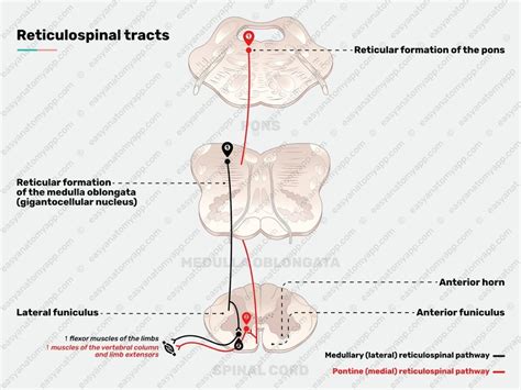Extrapyramidal System Easy Anatomy 3d