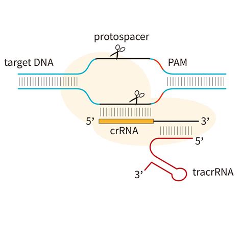 Crispr Cas9基因编辑价格 详情介绍 960化工网 960化工网