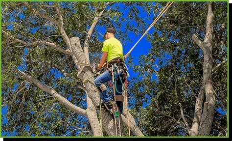 Tree Trimming Removal Charleston WV Noel Tree Service