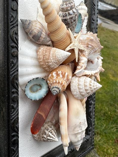 Sea Shell Art Frame Coastal Wall Art Natural Sea Shells Beach House Decor Shell Picture