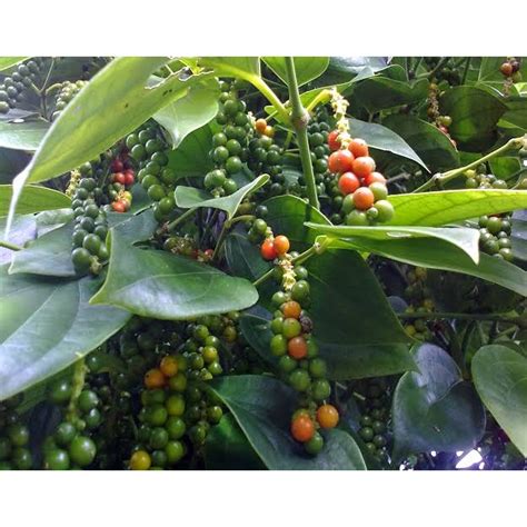 Jual Biji Benih Tanaman Lada Hitan Biji Shopee Indonesia